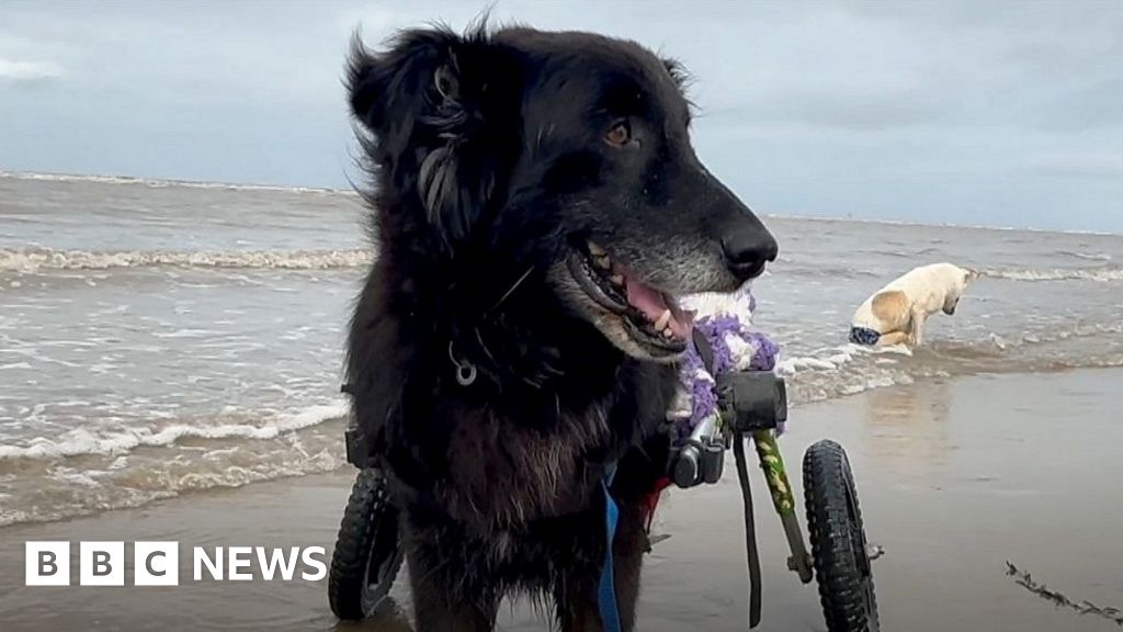 Rescue dogs with disabilities enjoy trip to Formby beach - BBC News