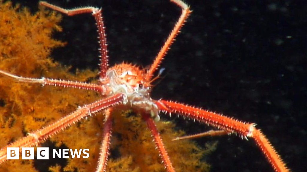 Deep Atlantic: Scientists launch ocean mission - BBC News