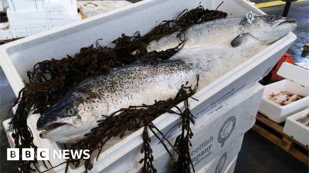 Covid: Exports of Scottish salmon fall by 23% - BBC News