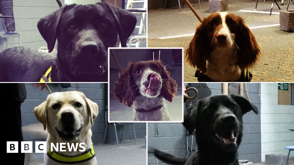 K9 Academy recruits ready to protect lives from explosives - BBC News
