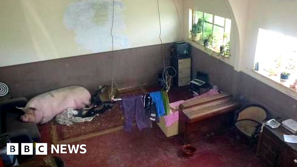 Ipswich 'pigsty' pig house back on market - BBC News