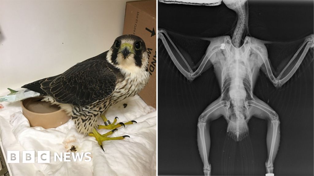 Peregrine falcon 'shot with air rifle' near Cambridge