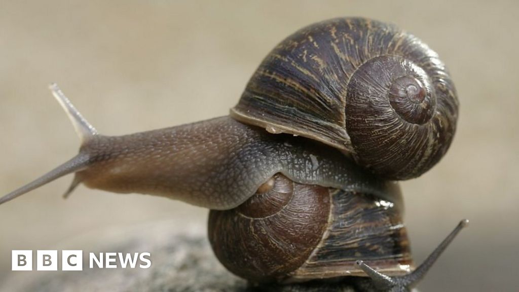 Jeremy the snail finds 'lefty' love after appeal - BBC News