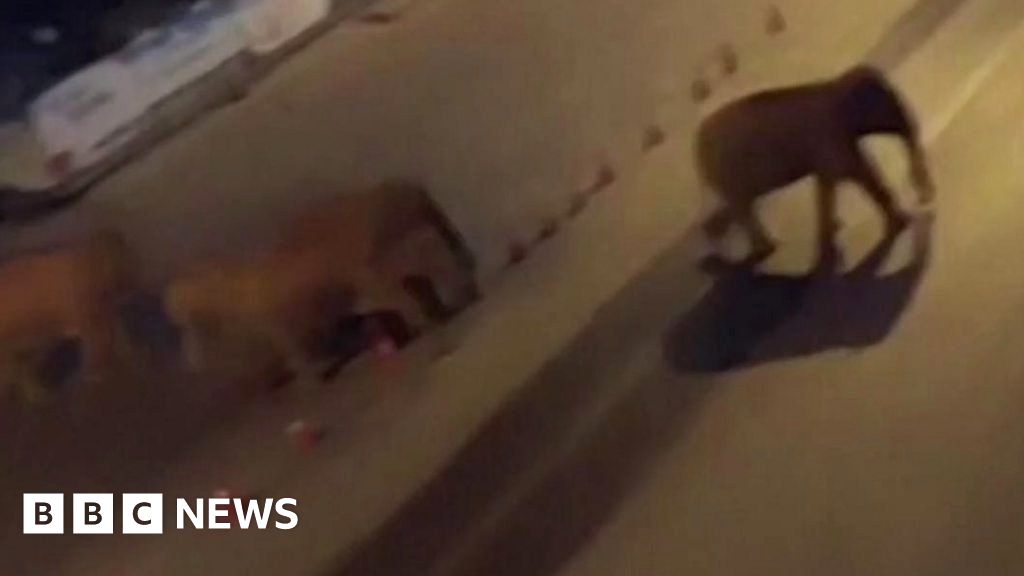 Elephants wander through Chinese cities - BBC News