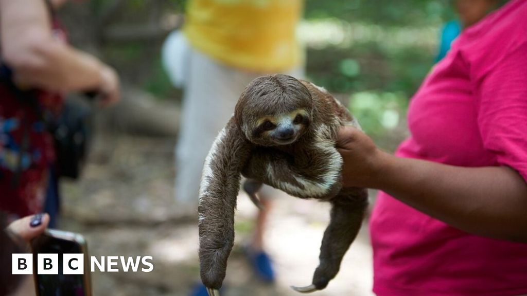 Instagram urged to act on sloth selfies - BBC News