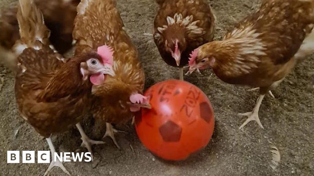 Bend It Like Peck-ham: Chickens play football in bird flu lockdown