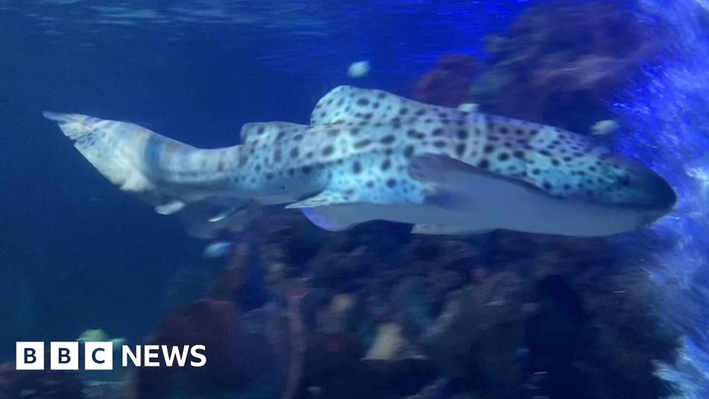 Zebra shark breeding hope at Weymouth Sealife Centre - BBC News