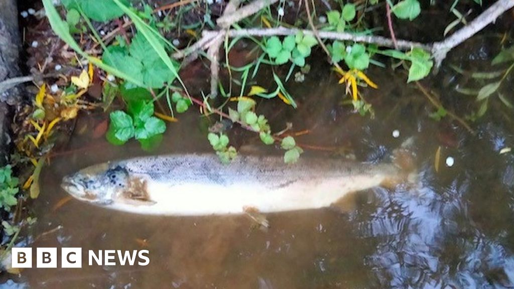 River Wye: Dead fish found in Herefordshire due to hot weather - BBC News