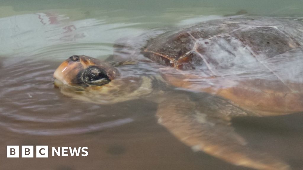 Guernsey GSPCA 'now like an emergency service' - BBC News