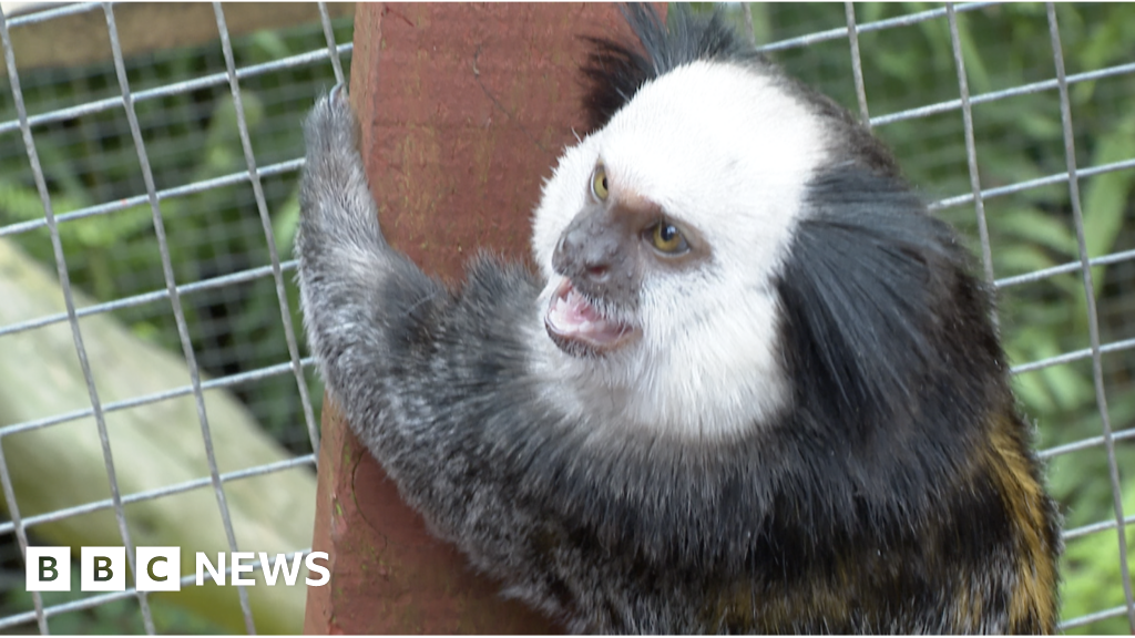 Monkey sanctuary run from Keighley home for 40 years - BBC News