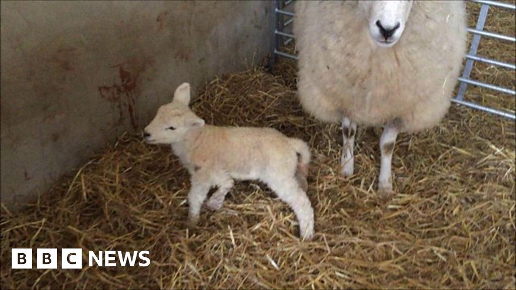 Farm in Derbyshire welcomes five-legged lamb - BBC News