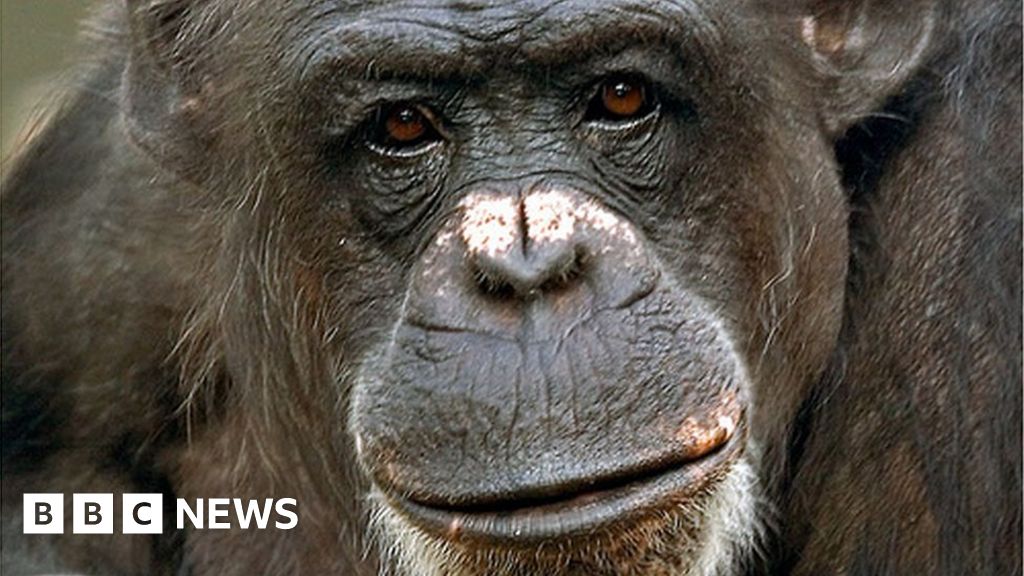 One of Twycross Zoo's first chimps dies aged 50 - BBC News