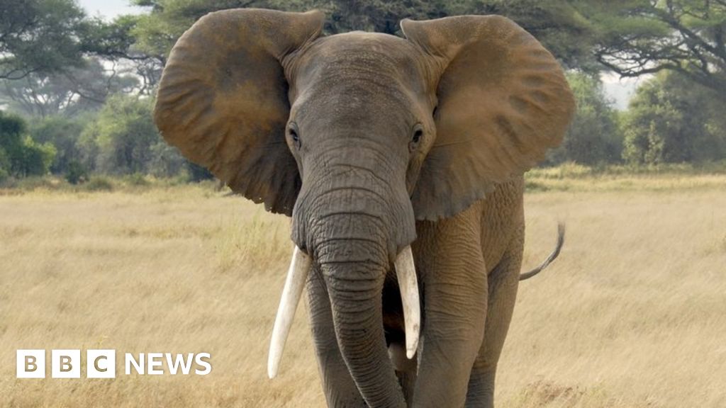 Ivory poaching: UK troops sent to Gabon to fight illegal trade - BBC News