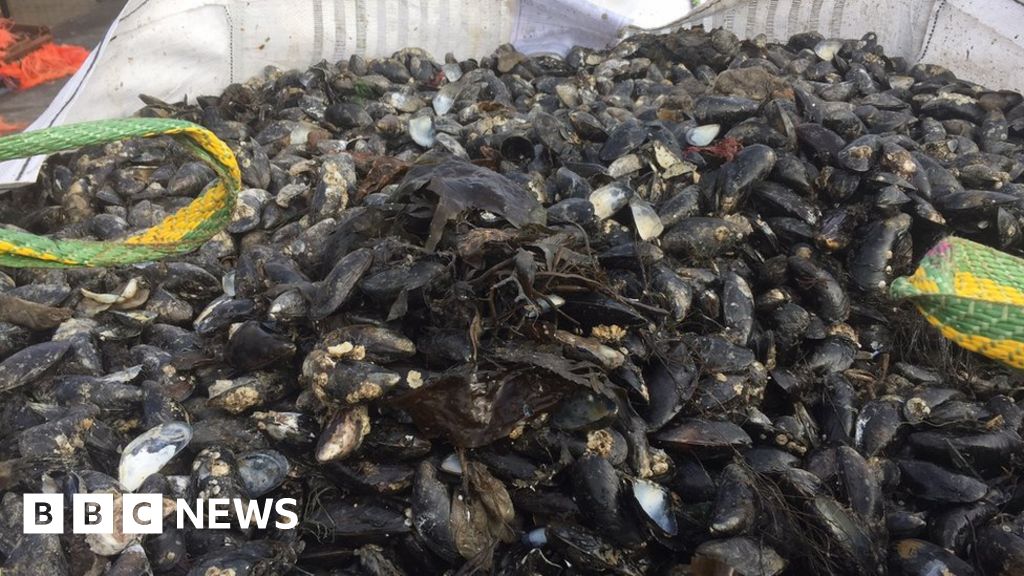 Shellfish industry: Minister 'working on' Irish court ruling - BBC News