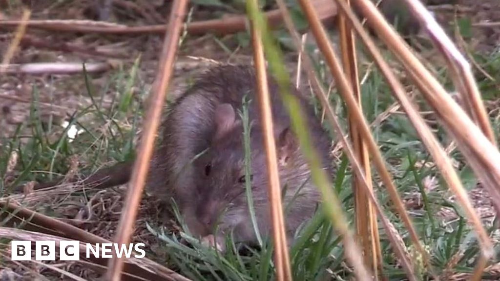 Rats on the rise at Felixstowe
