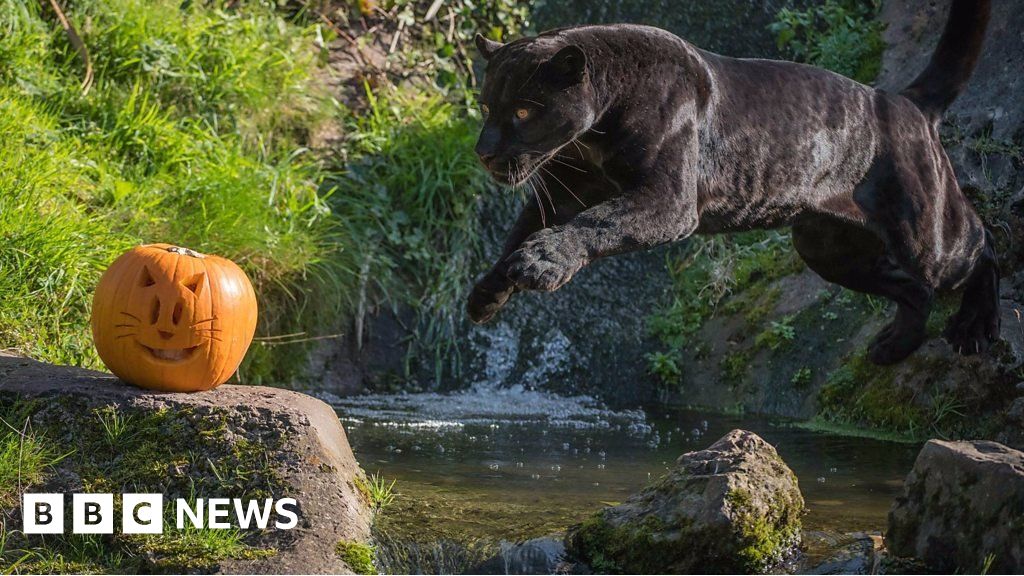 Halloween at the zoo - BBC News