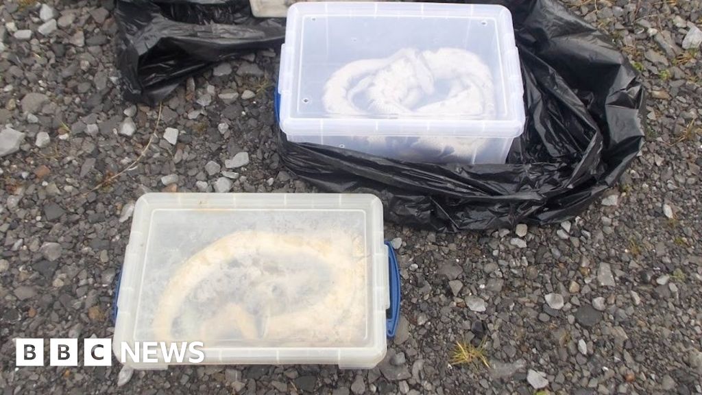 Boa constrictor found in dumped box of dead snakes - BBC News