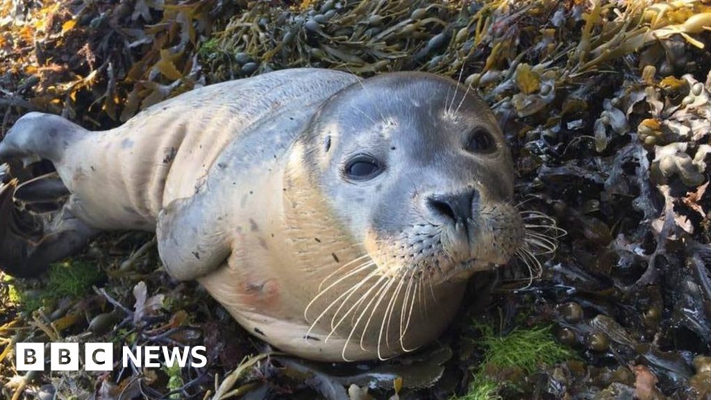 Seal pup washed up on Jersey beach 'absolute rarity' - BBC News