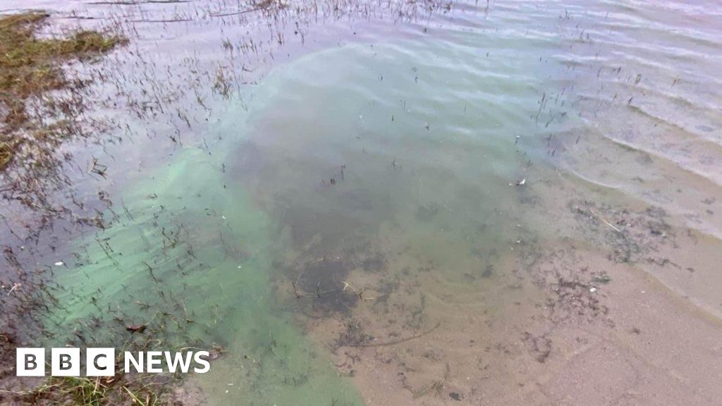 Blue-green algae: Winter sightings confirmed in two NI locations - BBC News