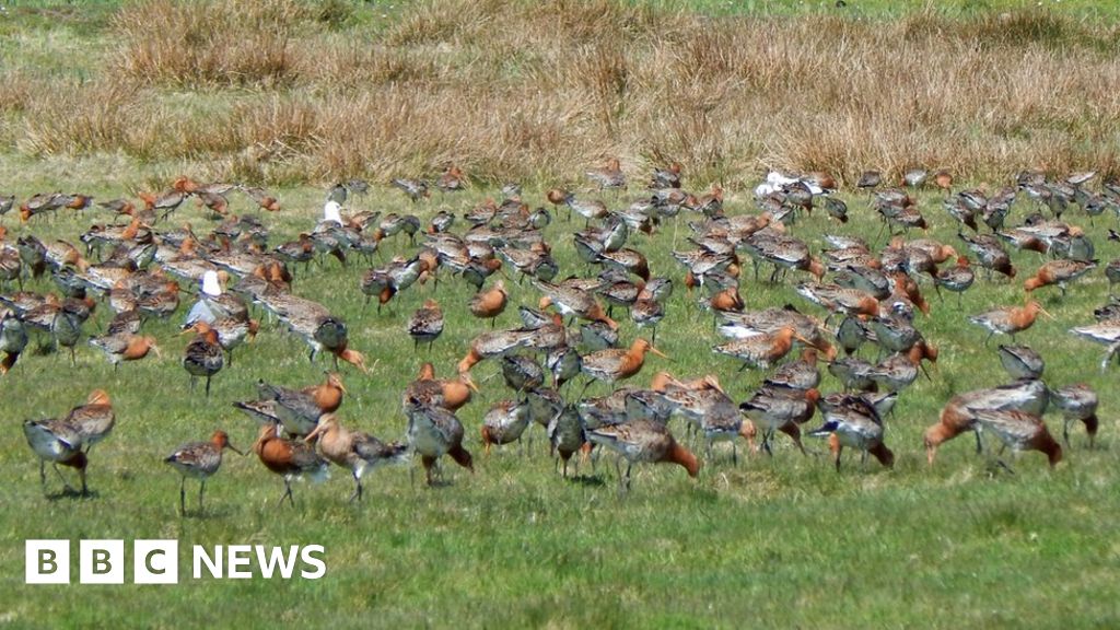 Record number of migrating birds on Tiree - BBC News