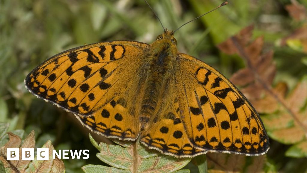 Work begins to save rare Devon butterflies - BBC News