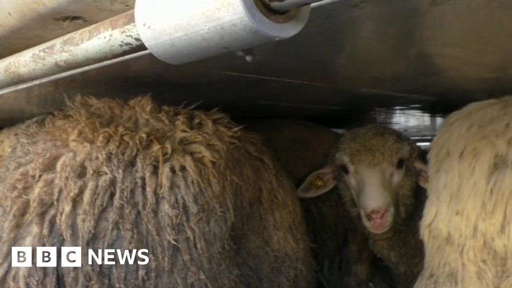 European live animal trade raises major welfare concerns - BBC News