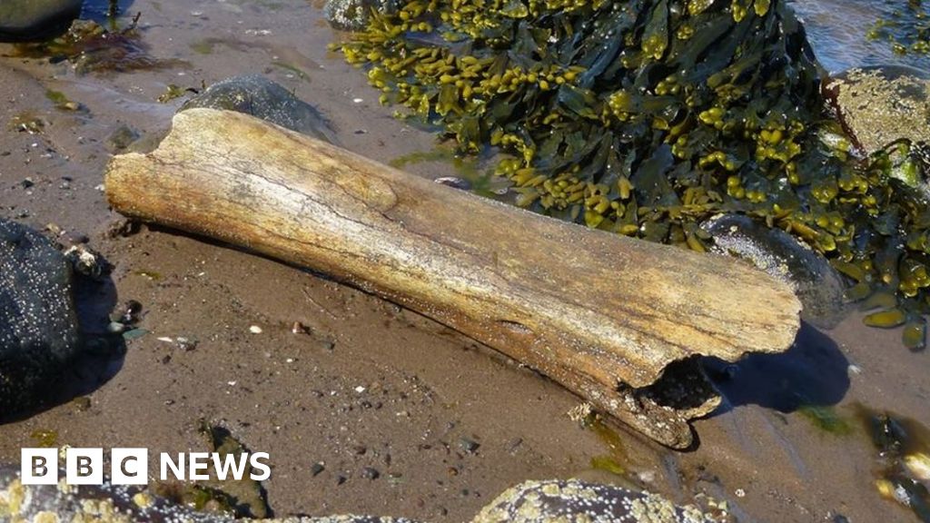 Woolly mammoth bone discovered on shore near Stranraer