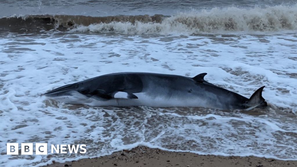 Gorleston: Young minke whale put down after becoming stranded on beach ...