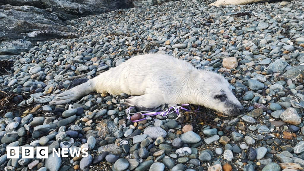 Anglesey marine biologist describes heart-breaking seal pup death