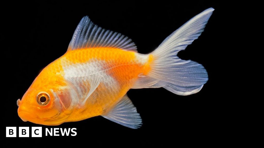 Coronavirus: Motorcyclist rode at 125mph after buying pet fish