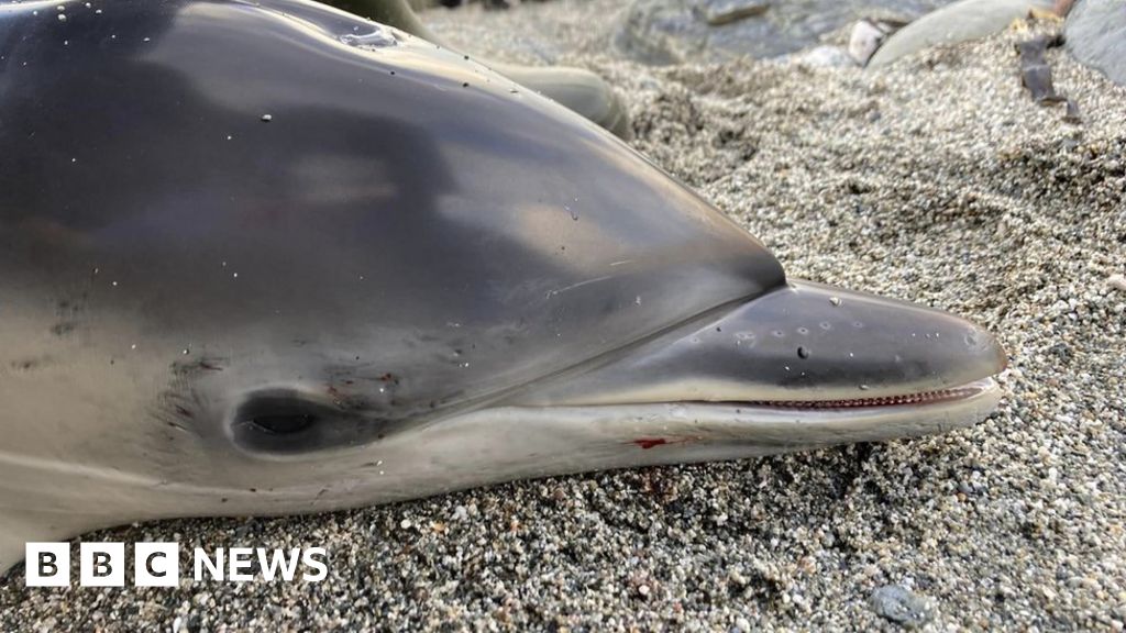 Dead dolphin found in Cornwall 'caught in fishing gear' - BBC News