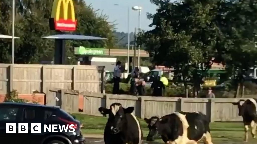 Escaped cows 'moove' in for a McDonald's in Mold