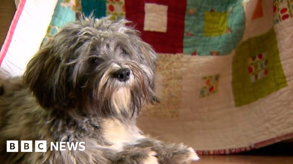 Tunisia attack: Dog helps teenager after terror trauma