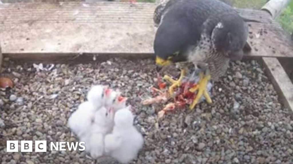 Worcester Cathedral's clutch of falcon eggs all hatch
