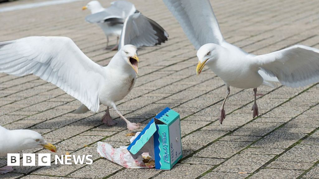 Rhyl man arrested for allegedly killing seagull with walking stick ...