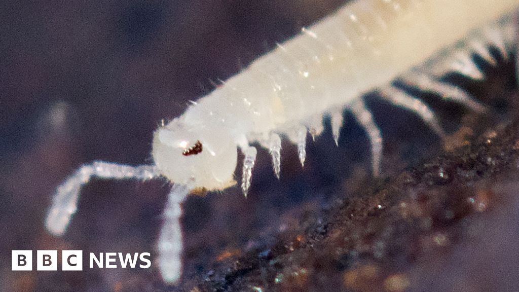 Biodiversity: 'Beast of Beddau' is new millipede find - BBC News