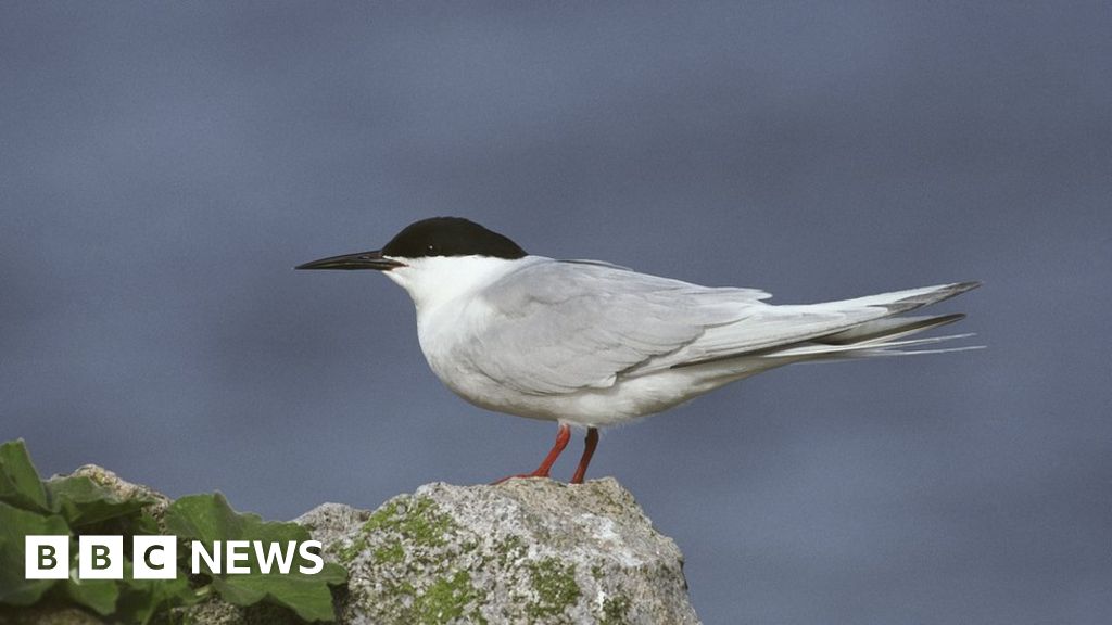 Roseate chicks' flight marks 'mighty comeback' - BBC News