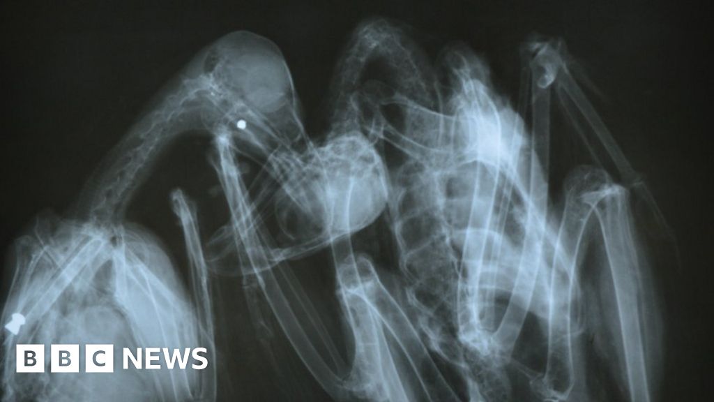 RSPCA say three birds dead after Brecon Beacons shooting - BBC News