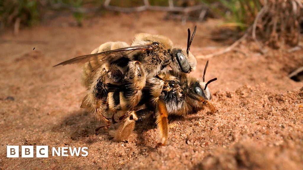 Wildlife Photographer of the Year: Nesting cactus bees - BBC News