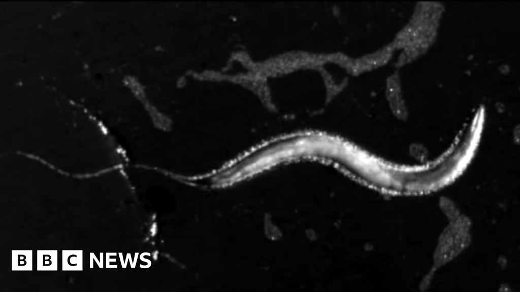 Sound waves reverse worm's wriggle - BBC News