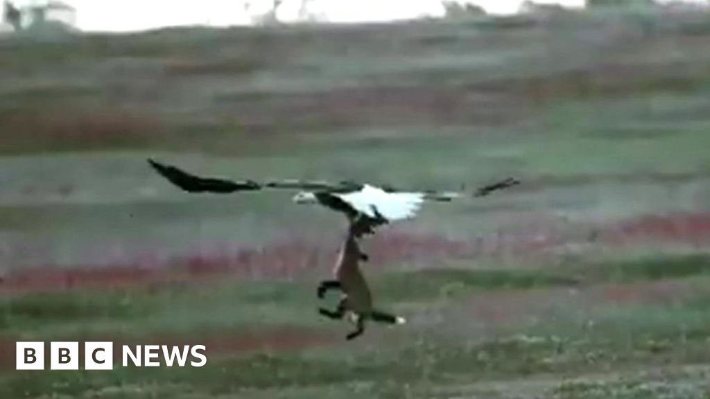 Fox, rabbit, eagle...