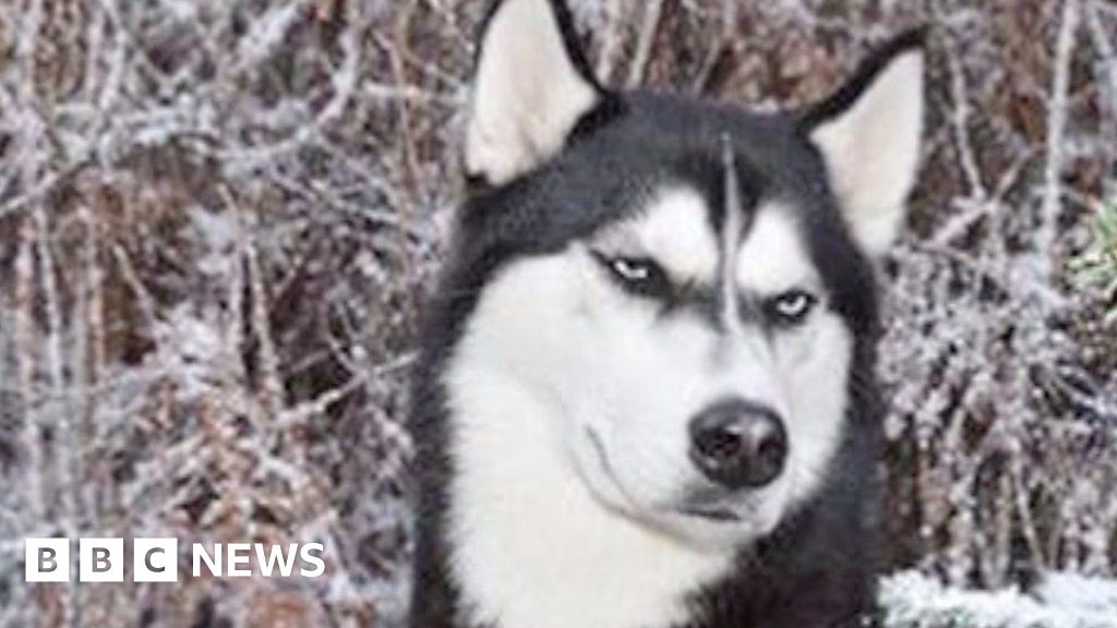 Anuko the dog makes a fortune by being grumpy - BBC News