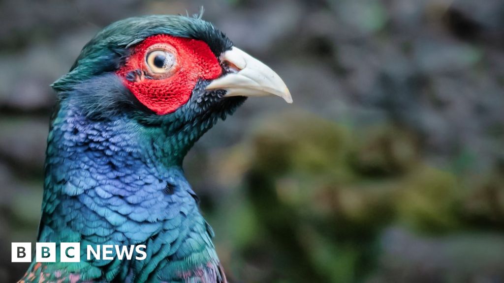 Pheasant shoots facing strict regulation under new plan - BBC News