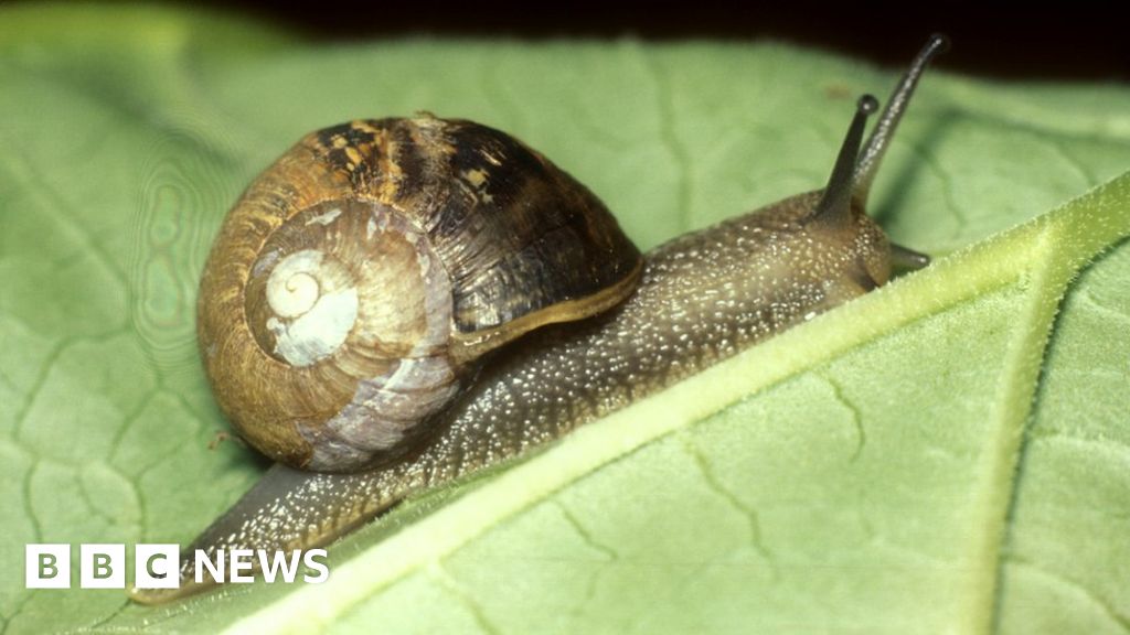Welsh Labour leadership race slows to a snail's pace - BBC News