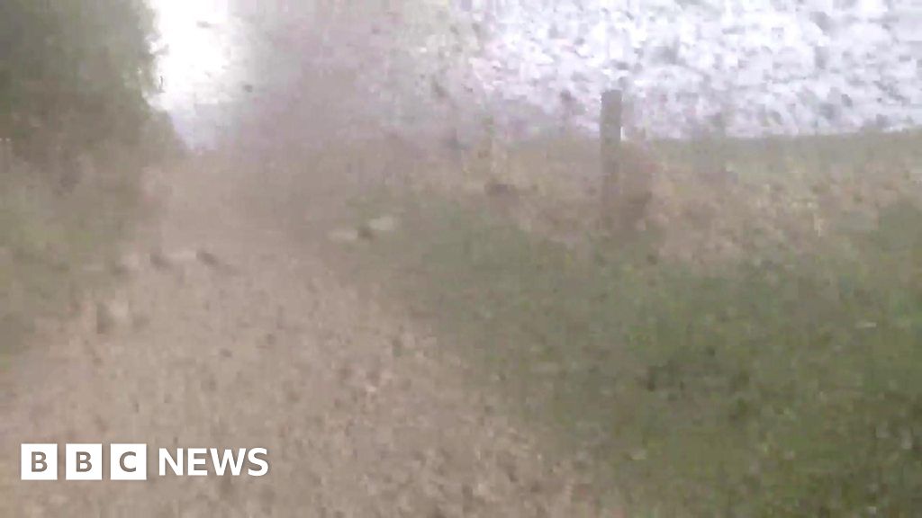 Huge swarm of non-biting midges around Loch Leven - BBC News
