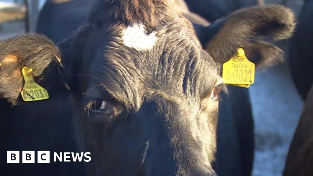 'Fast' new TB test trialled at struggling farm - BBC News