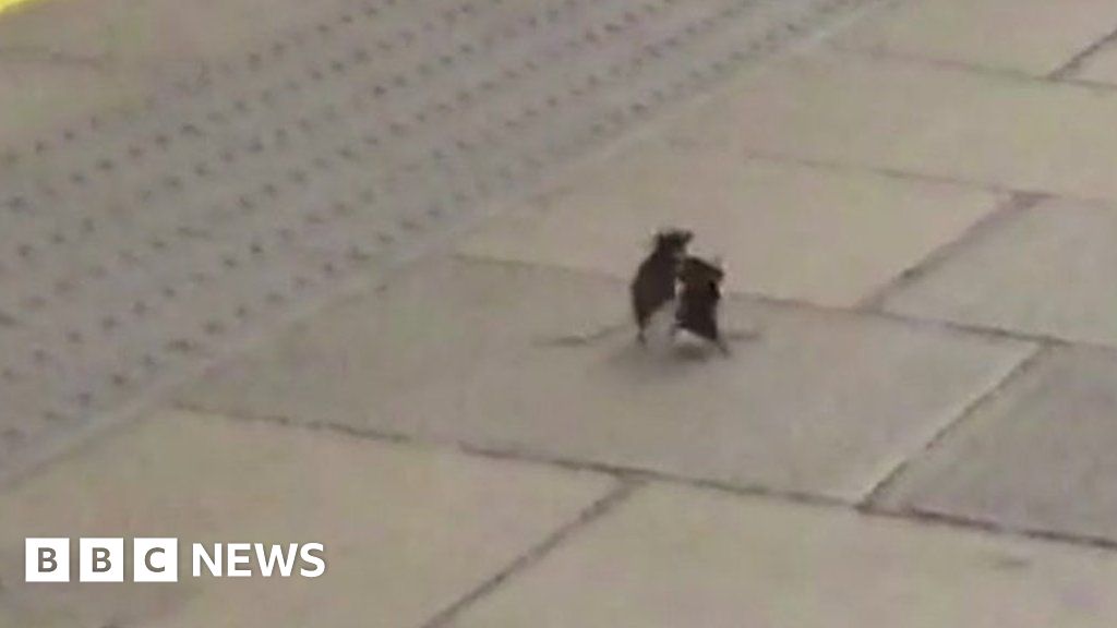 'Dancing' mice spotted on quiet Tube platform - BBC News