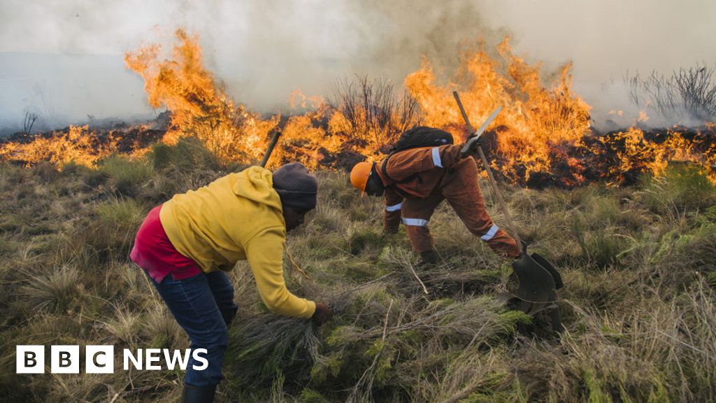 Mount Kenya wildfire: Marijuana farmers blamed - BBC News