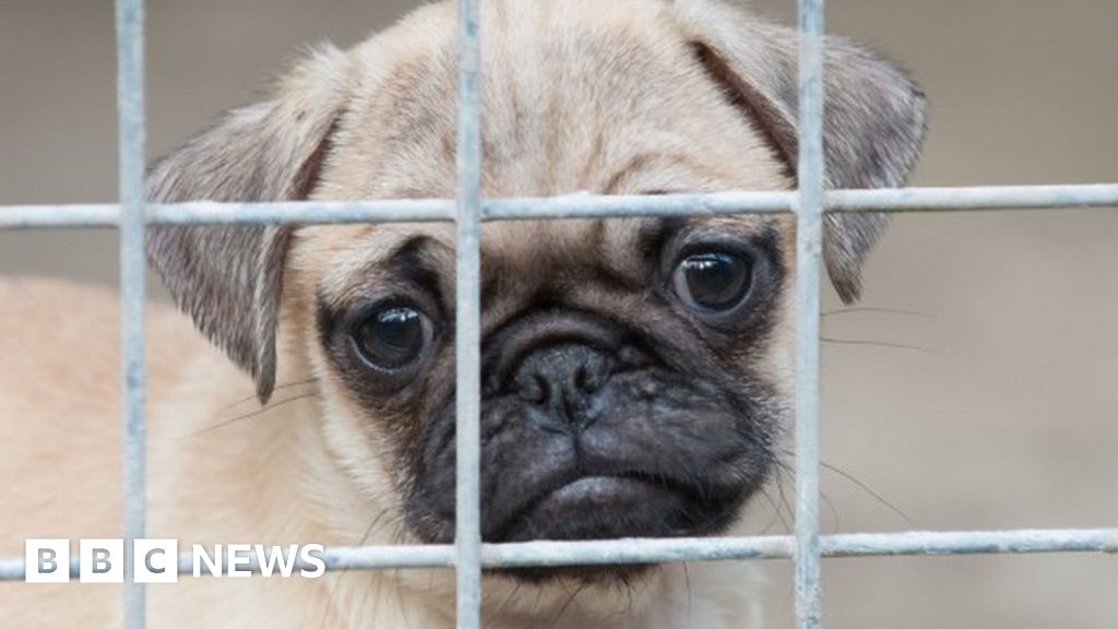Dogs Trust action plea over illegal puppy smuggling - BBC News