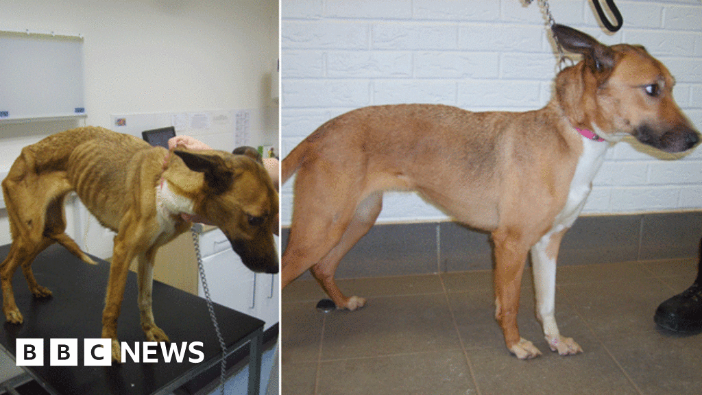 Emaciated dog found in dark cupboard in Hawick house - BBC News
